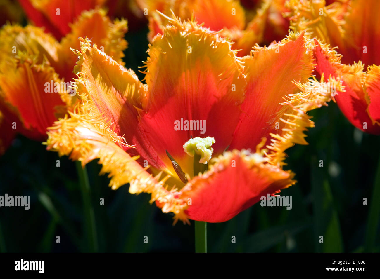 Fabio tulips in the tulip garden the Keukenhof at Lisse the Netherlands ...