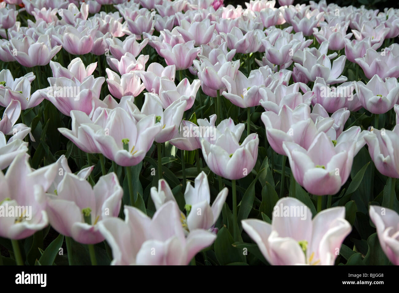 A bed of Gabriella tulips in the tulip garden the Keukenhof at Lisse ...