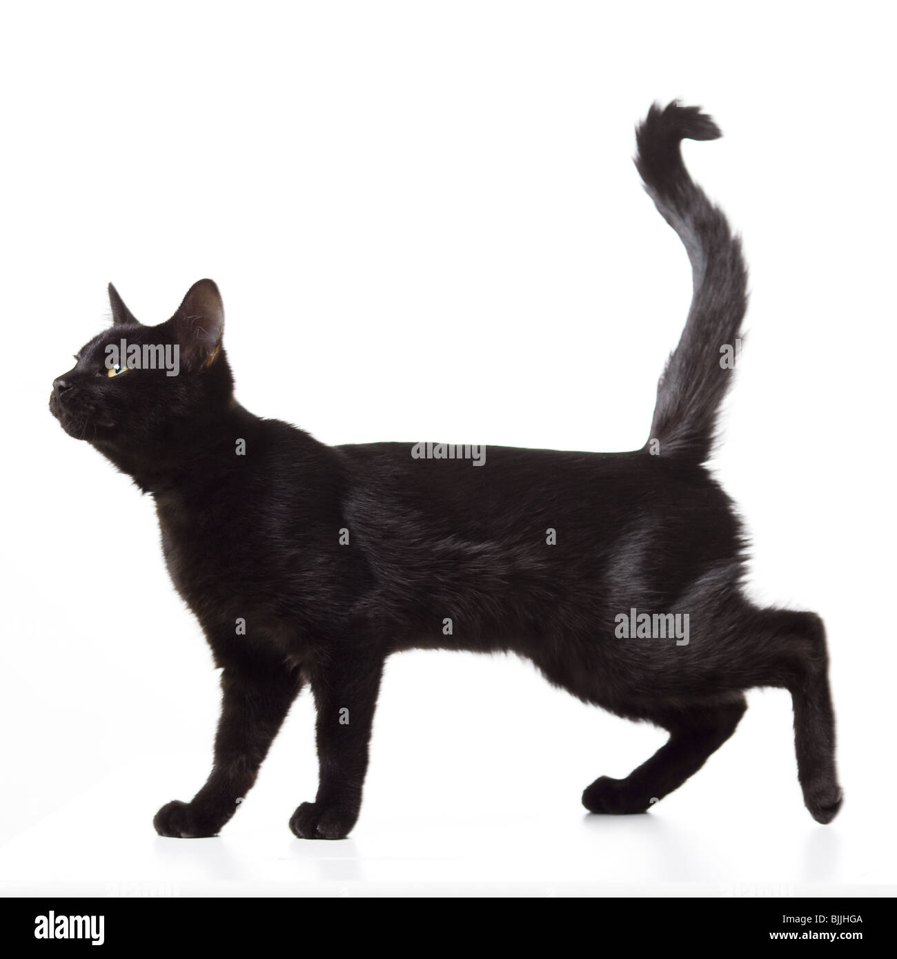 Cat black white color Cut Out Stock Images & Pictures - Alamy