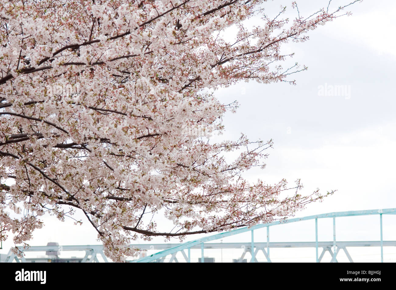 Cherry tree with an urban bridge in the background Stock Photo - Alamy