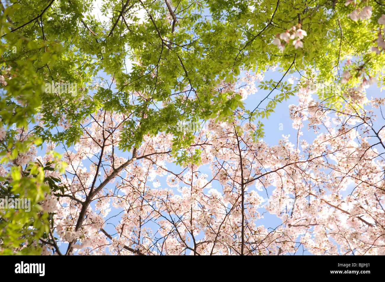 Cherry tree and a green tree side by side Stock Photo - Alamy