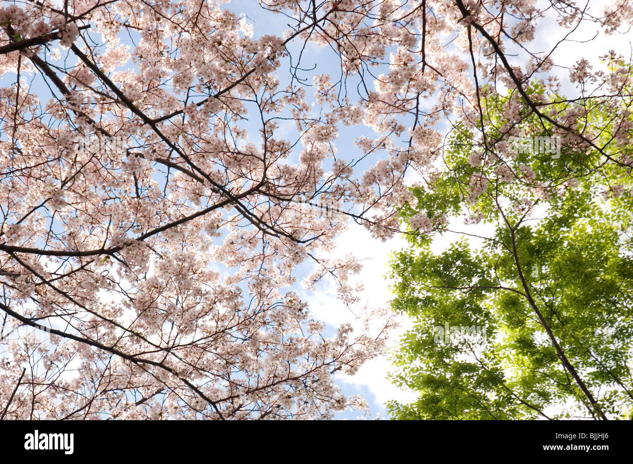Cherry tree and a green tree side by side Stock Photo - Alamy