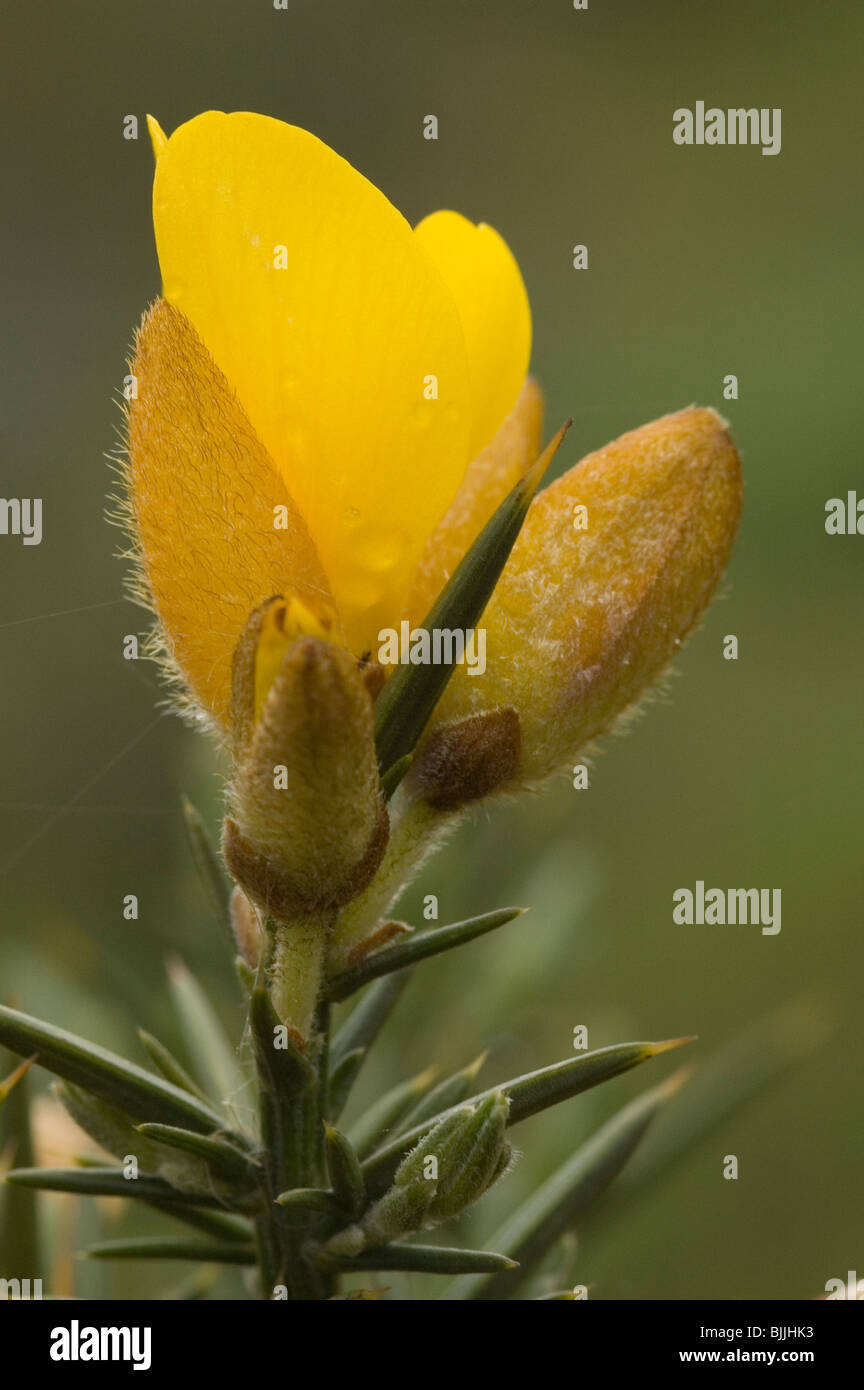 Common Gorse flower (Ulex europaeus Stock Photo - Alamy
