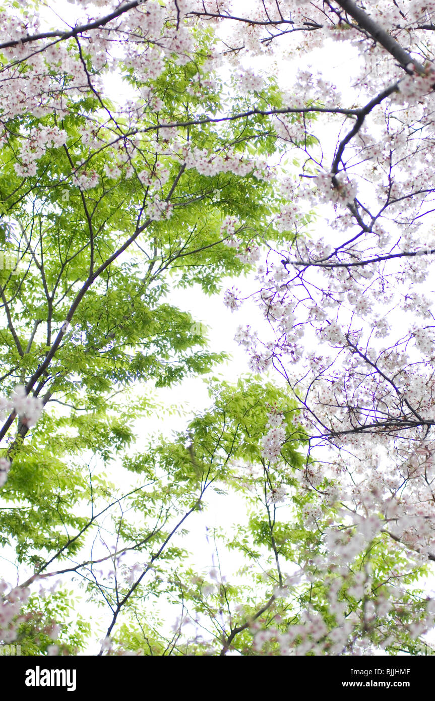 Cherry tree and a green tree side by side Stock Photo - Alamy