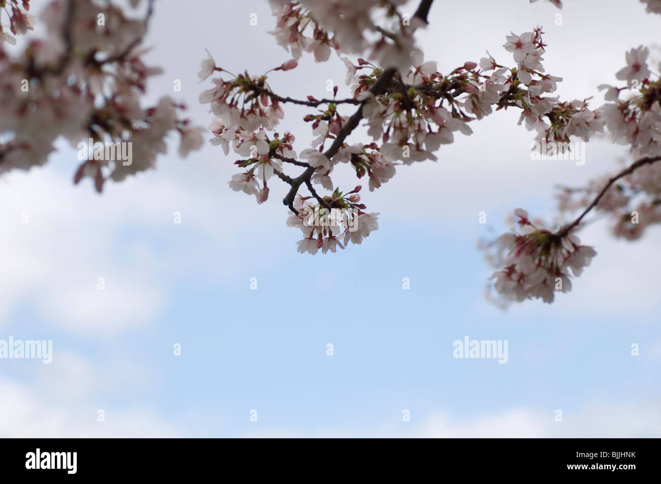 Close-up of cherry blossom branch Stock Photo - Alamy