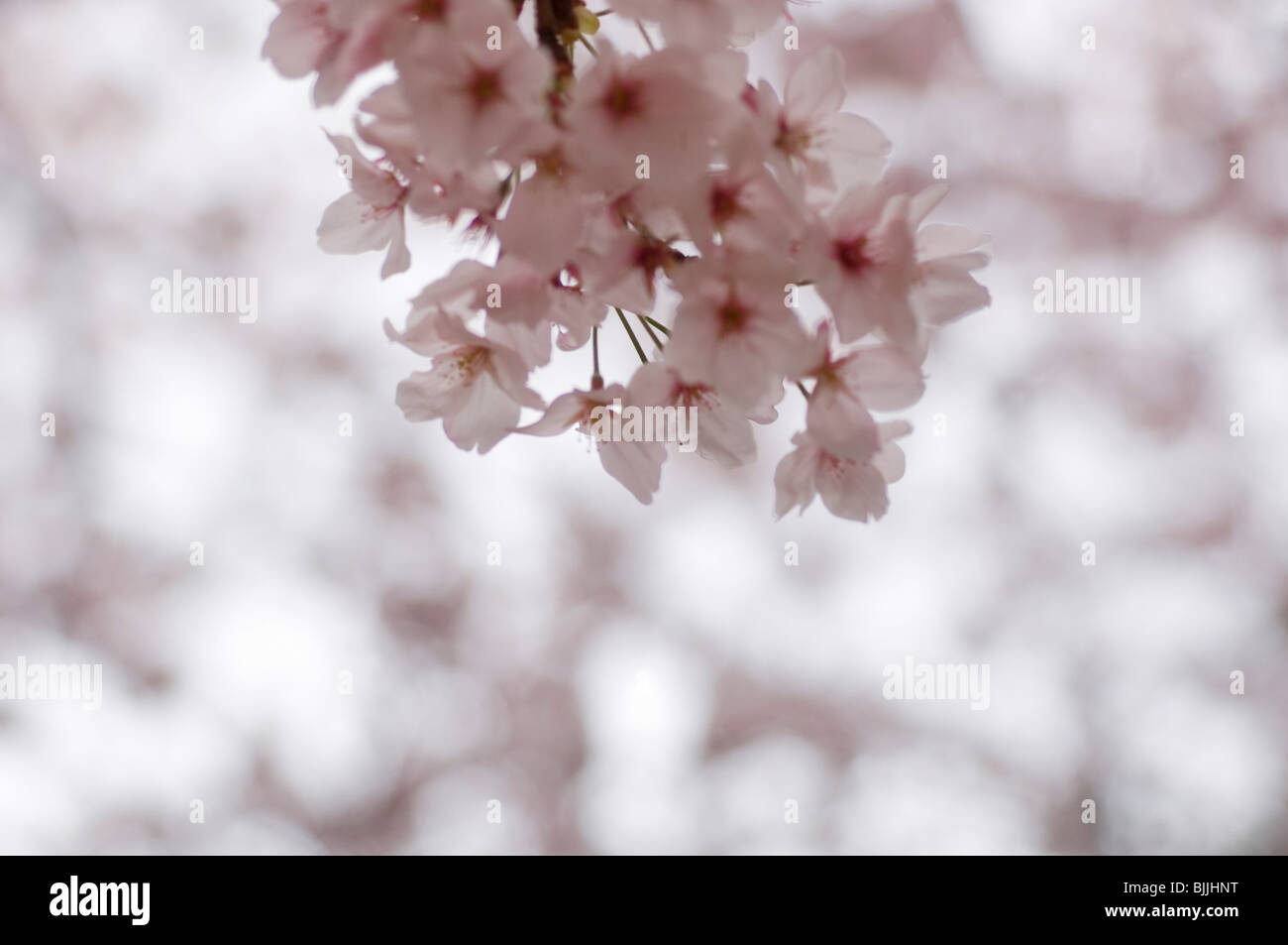 Close-up of cherry blossom branch Stock Photo - Alamy