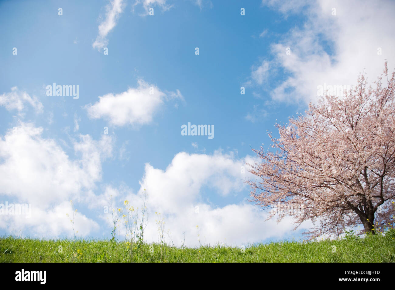 Cherry trees in a field Stock Photo - Alamy