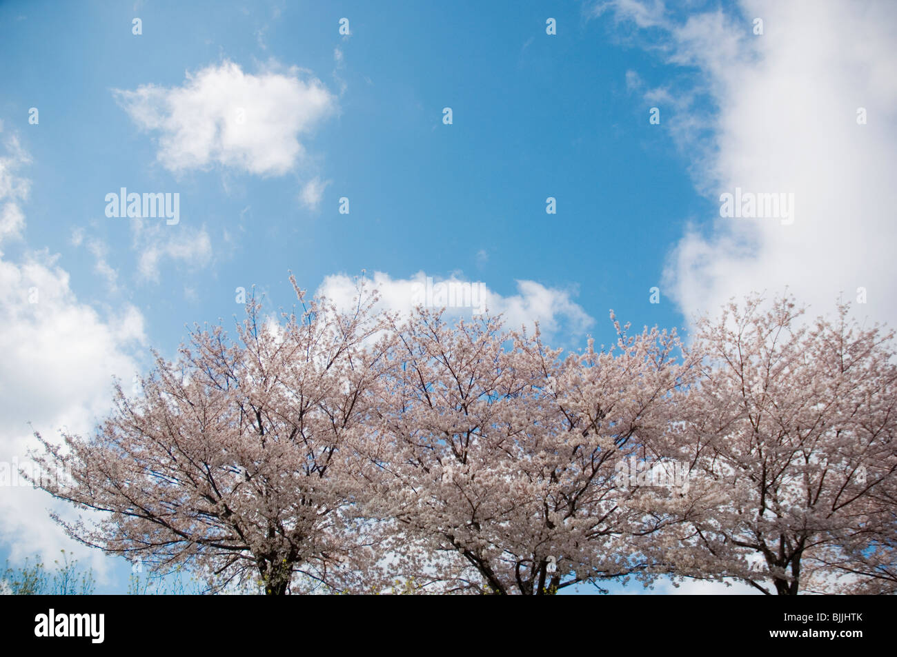 Cherry trees in a field Stock Photo - Alamy