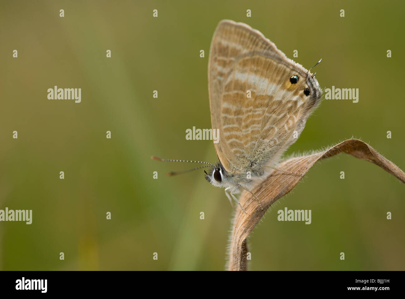 Peablue or Long-tailed Blue butterfly (Lampides boeticus Stock Photo ...