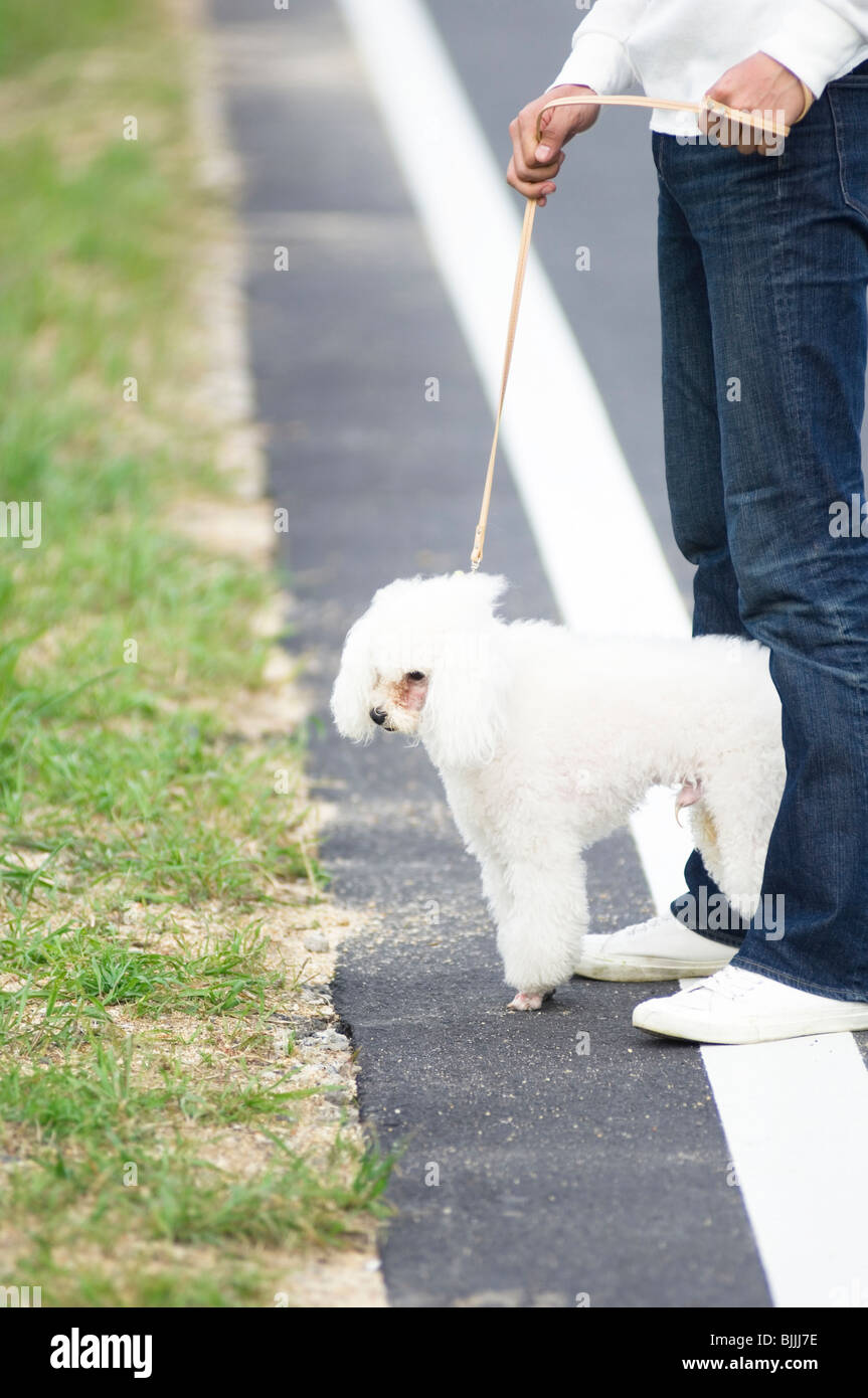 Man talking poodle for a walk Stock Photo - Alamy