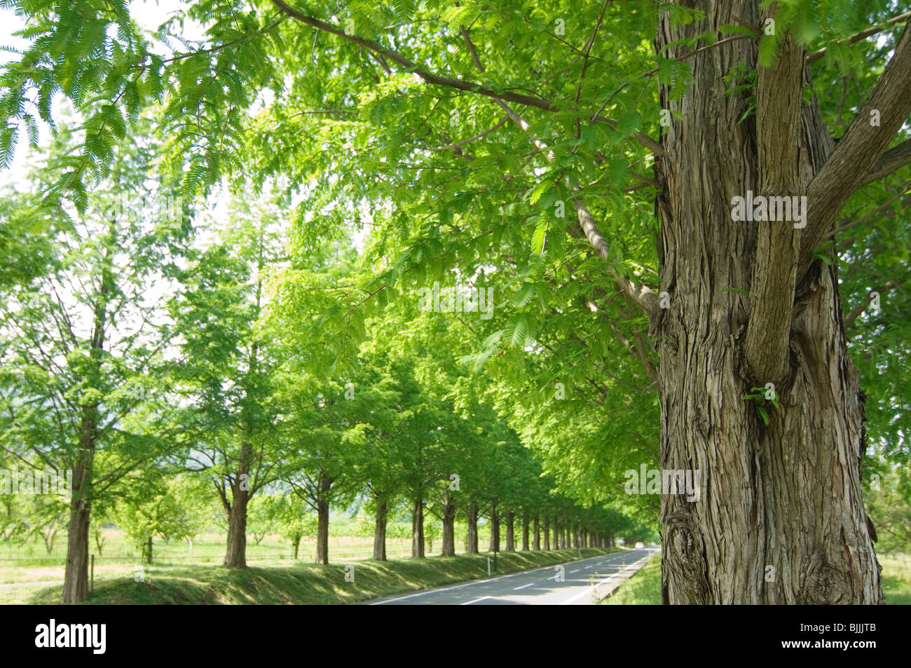 Treelined country road Stock Photo - Alamy