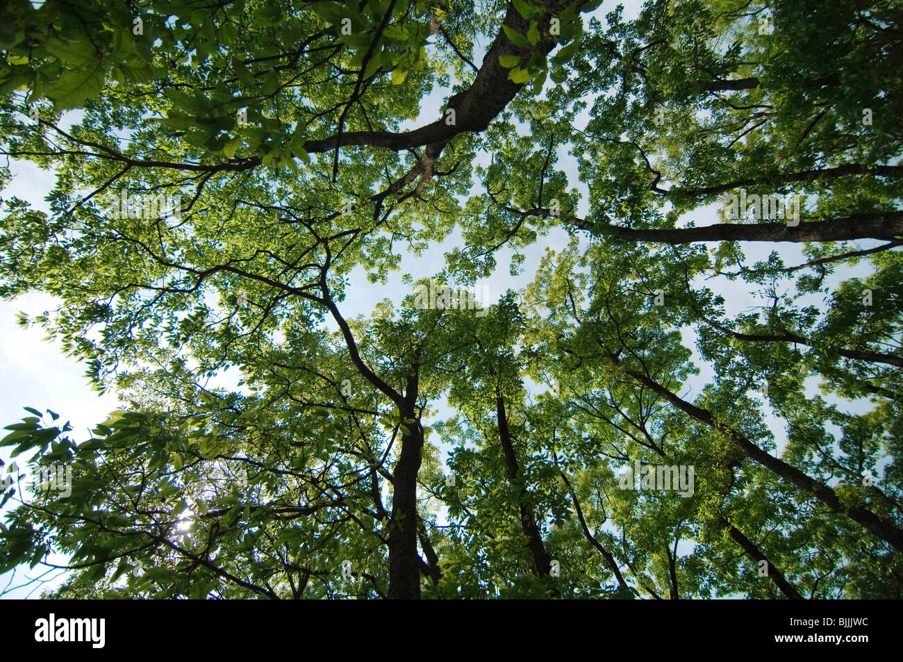 Tree Canopy From Below High Resolution Stock Photography and Images - Alamy
