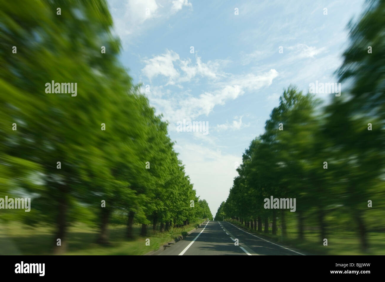Treelined country road Stock Photo - Alamy