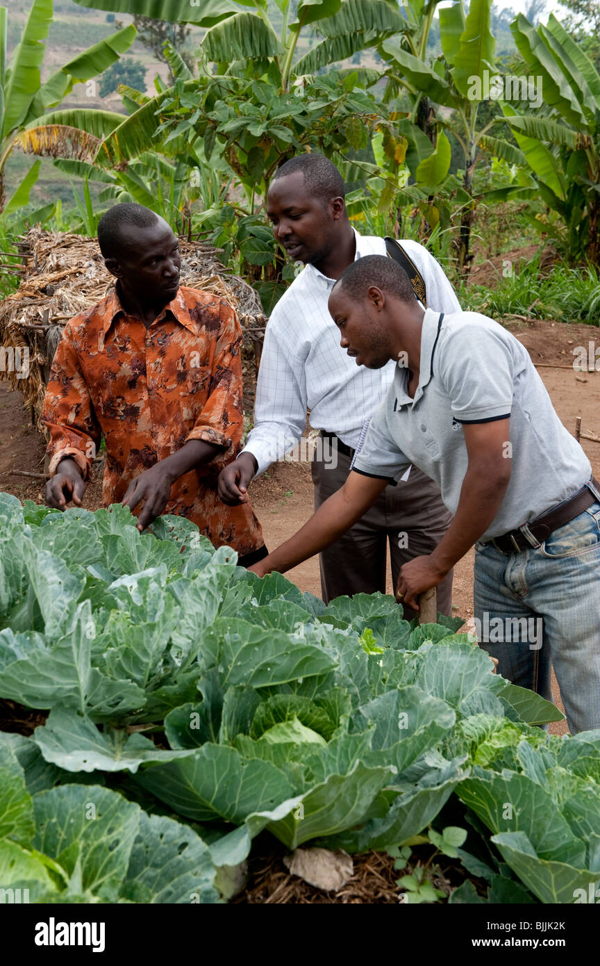 Farmer working his Keyhole Garden and showing the quality of vegetables ...