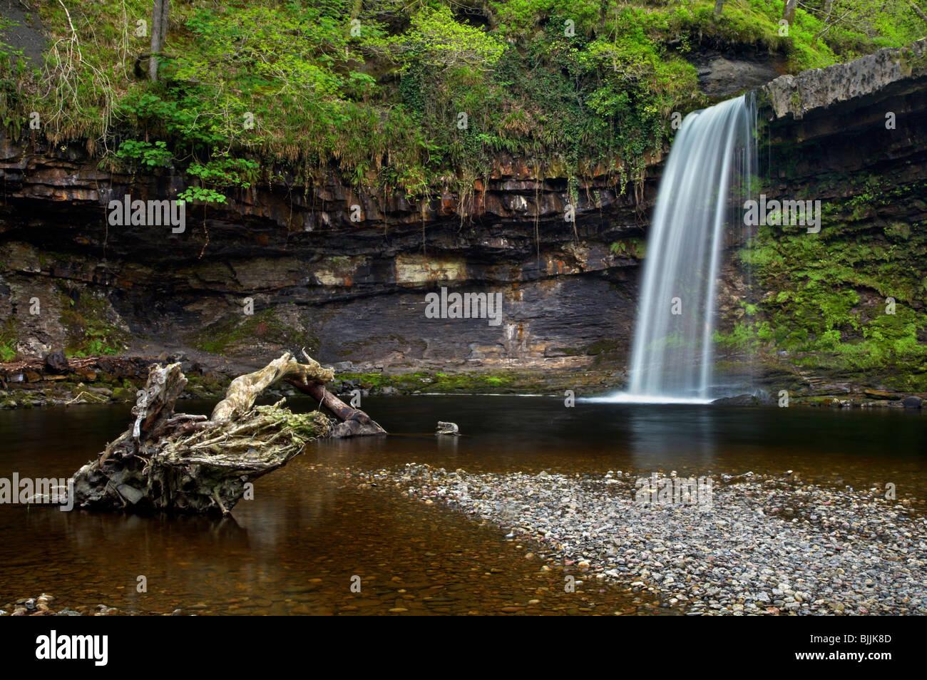 Sgwd Gwladys waterfall, Glyn Neath in the Brecon Beacons National Stock ...