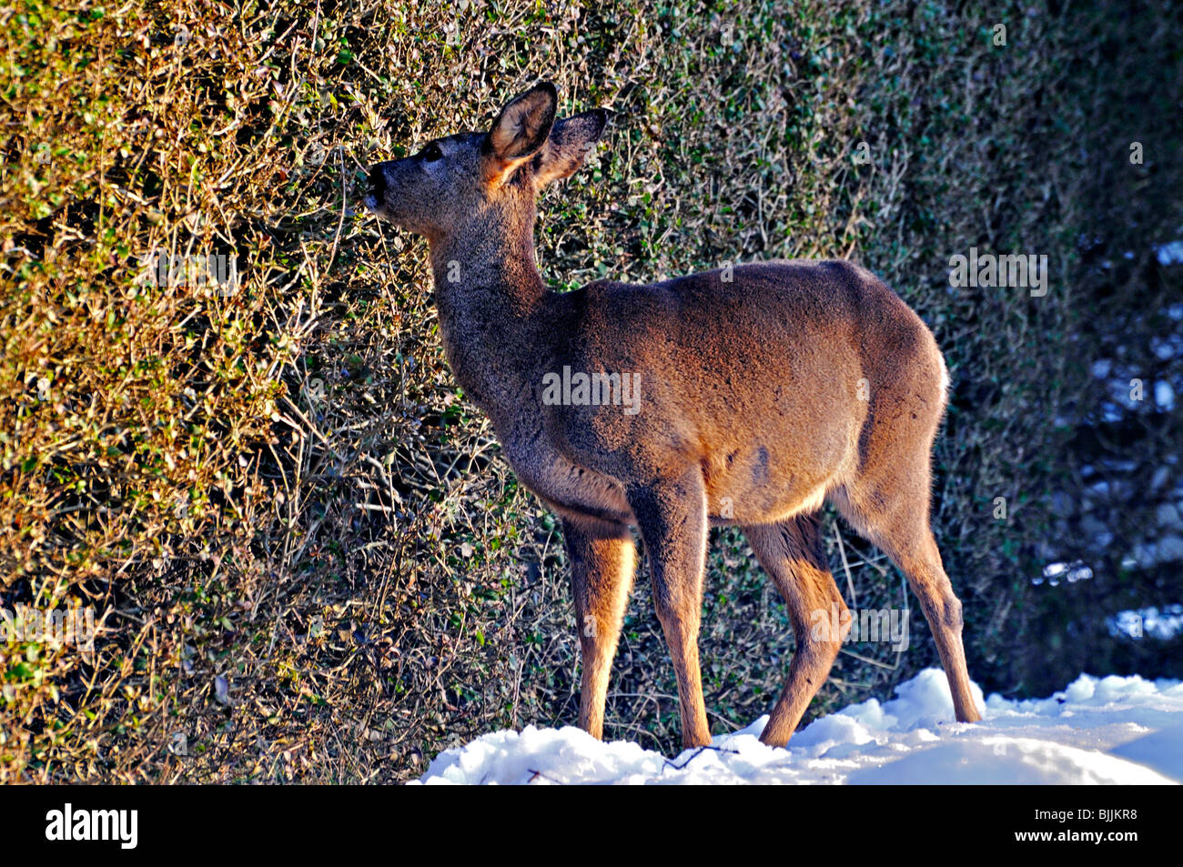 Scotland roe deer doe hi-res stock photography and images - Alamy