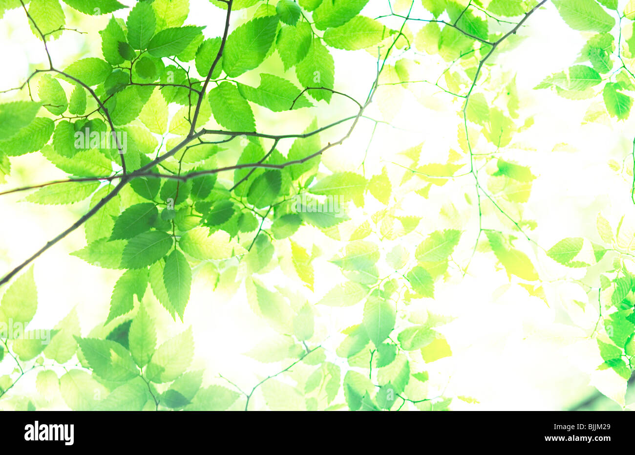 Sunlight through high branches hi-res stock photography and images - Alamy