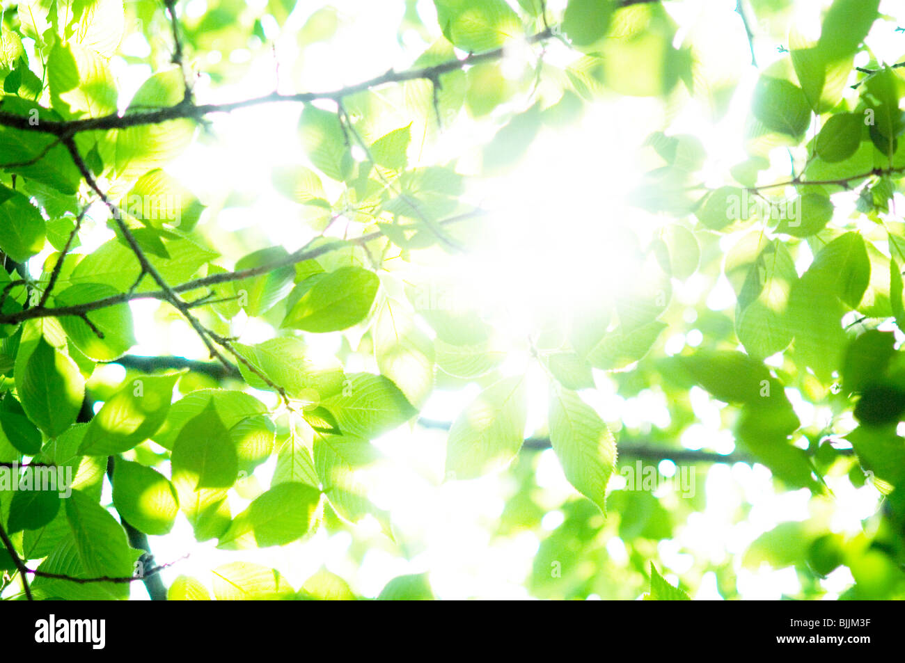 Green leafed tree branches hi-res stock photography and images - Alamy