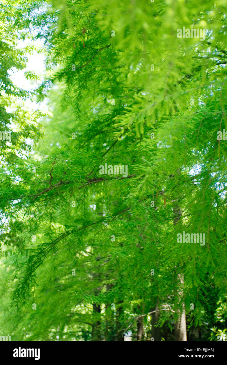 Green leafy trees Stock Photo - Alamy