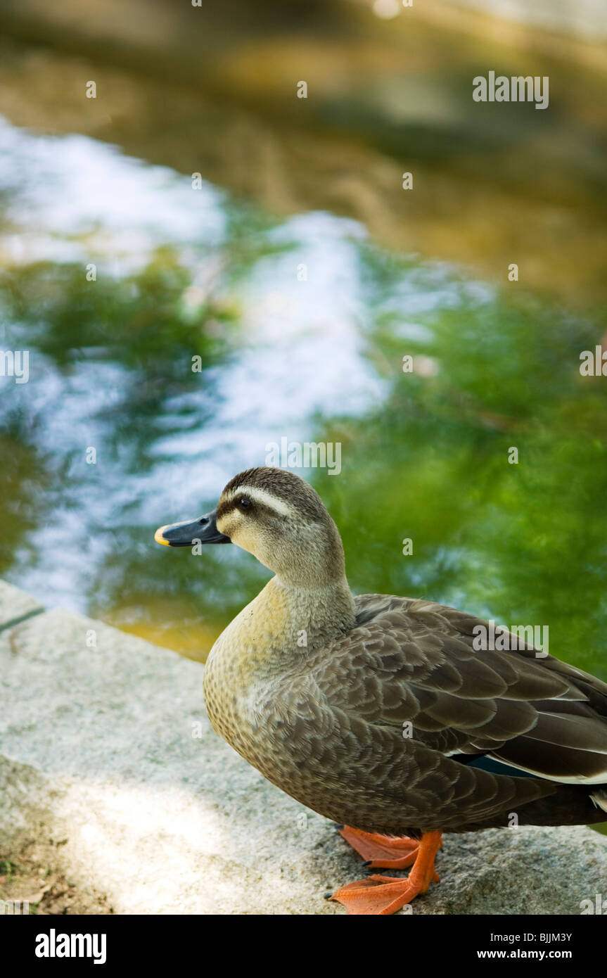 Duck standing by water Stock Photo - Alamy