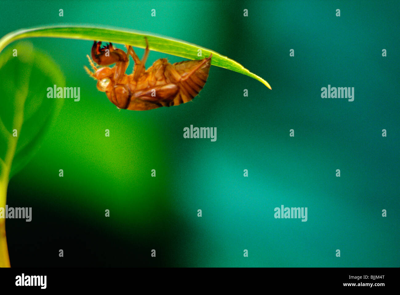 Transformed leaf hi-res stock photography and images - Alamy