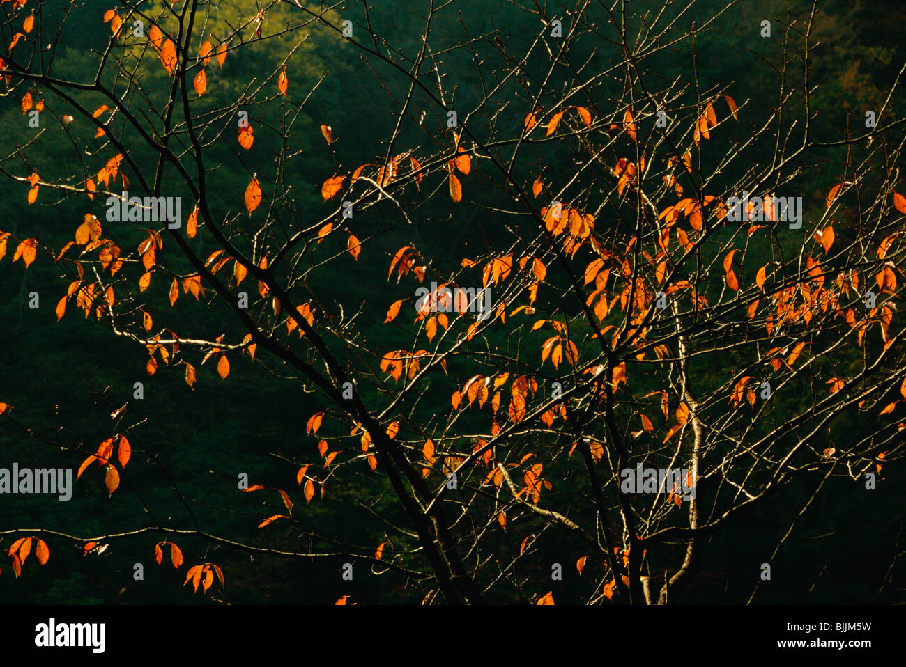 Tree losing all its leaves Stock Photo - Alamy