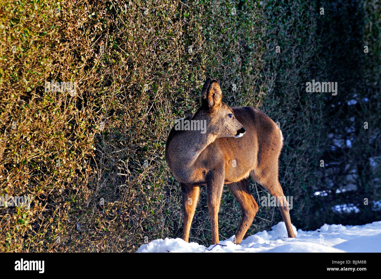 Roe Doe Deer Feeding High Resolution Stock Photography and Images - Alamy