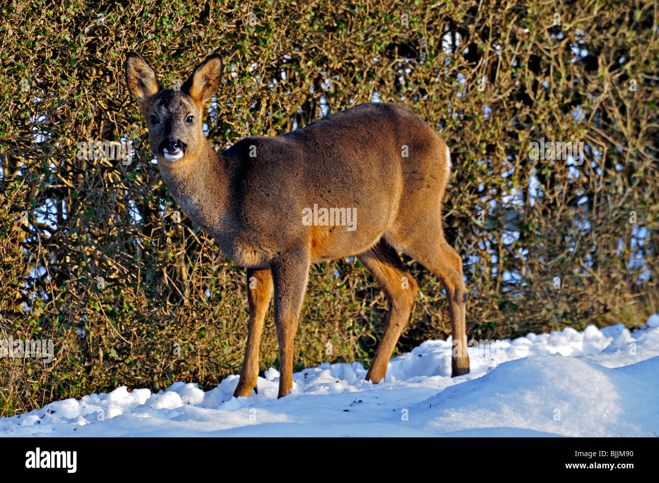 Scotland roe deer doe hi-res stock photography and images - Alamy