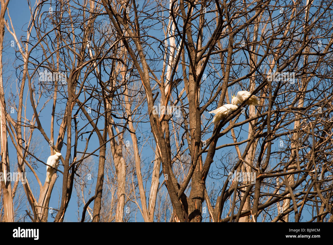 Bush fire and kinglake hi-res stock photography and images - Alamy