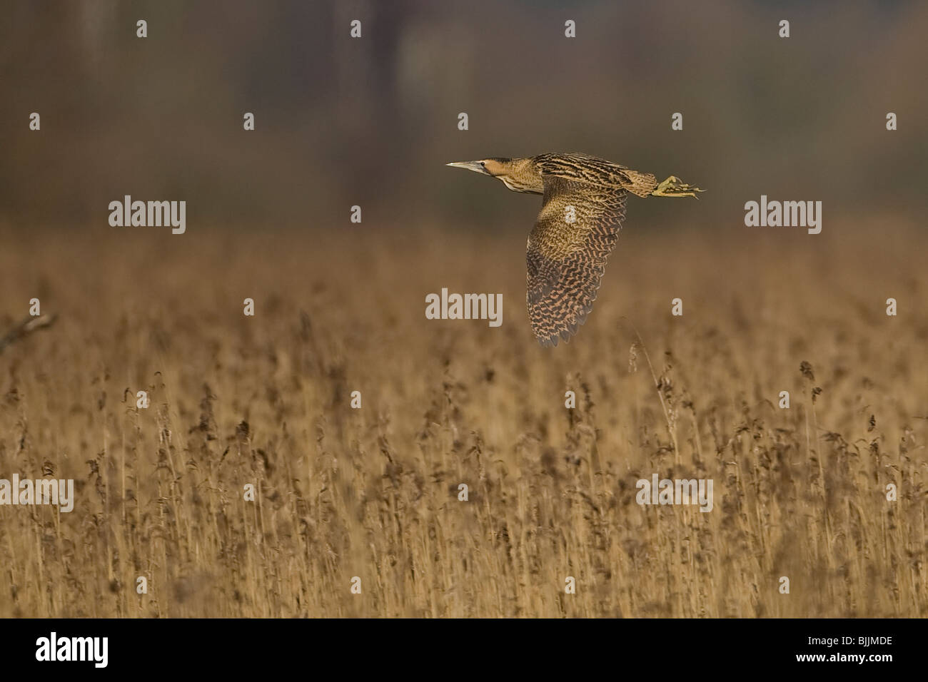 Bittern (Botaurus stellaris Stock Photo - Alamy