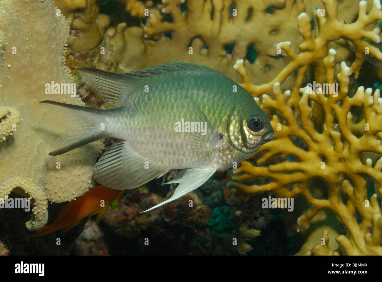 Damselfish hi-res stock photography and images - Alamy