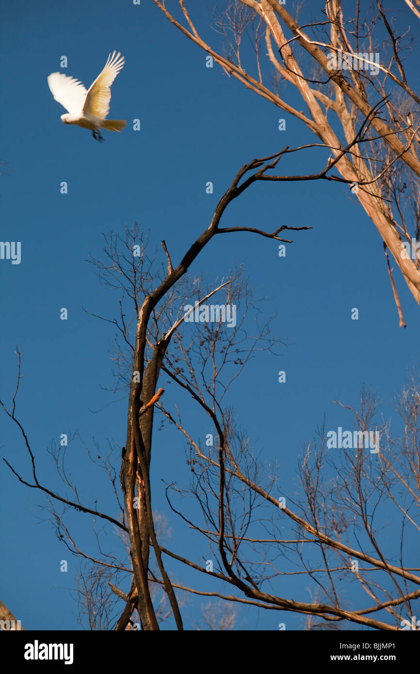 Bush fire and kinglake hi-res stock photography and images - Alamy