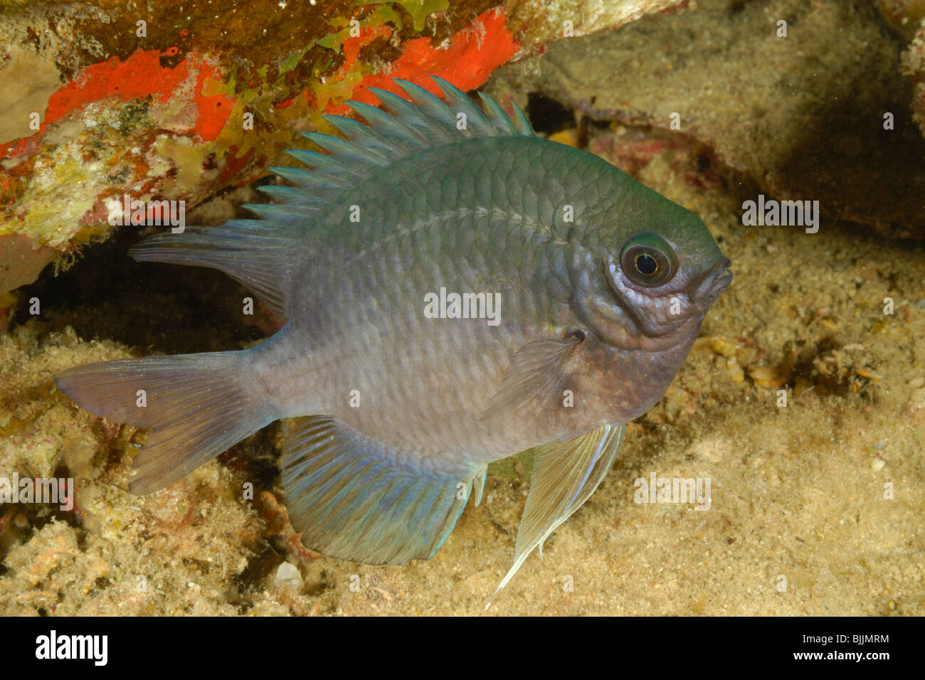 Damselfish hi-res stock photography and images - Alamy