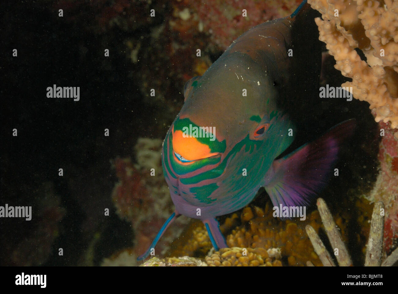 Off the coast of hurghada hi-res stock photography and images - Alamy