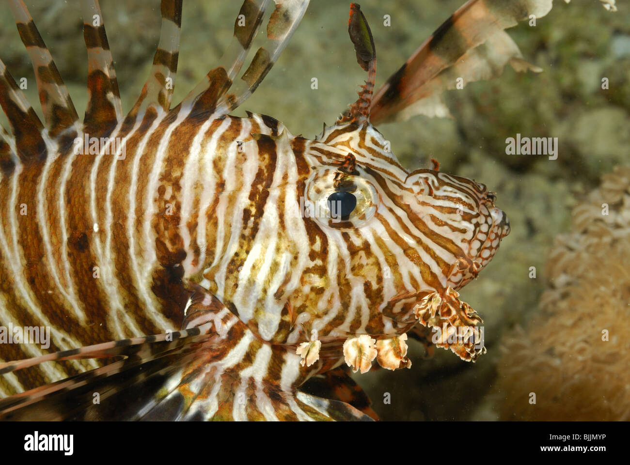 Red firefish in the red sea hi-res stock photography and images - Alamy