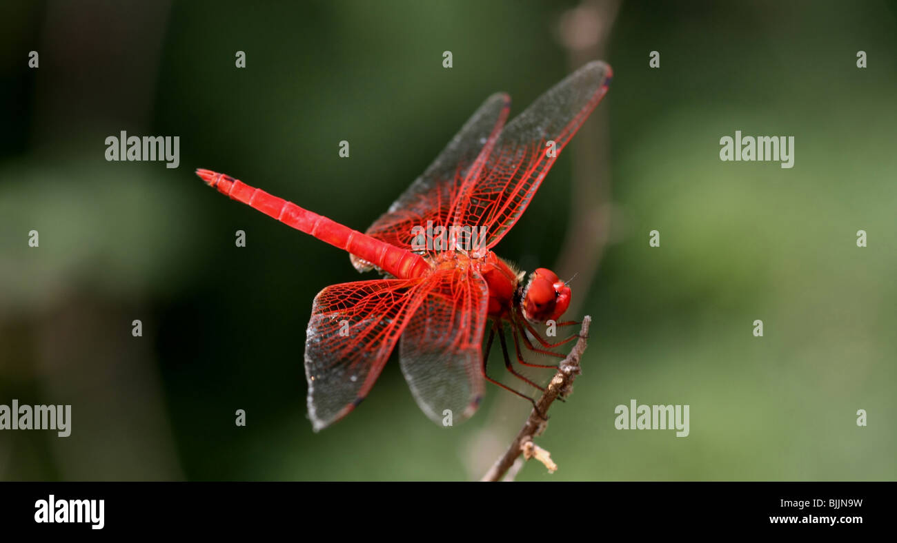 Red African Dragonfly Stock Photo - Alamy