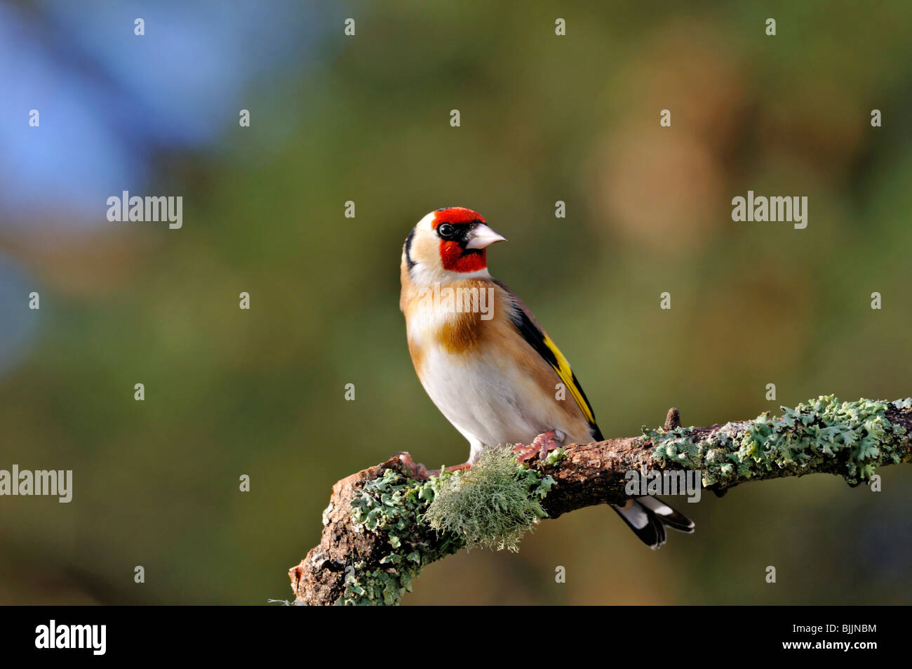 Goldfinch on a perch in a garden at Killin in Perthshire Scotland UK ...