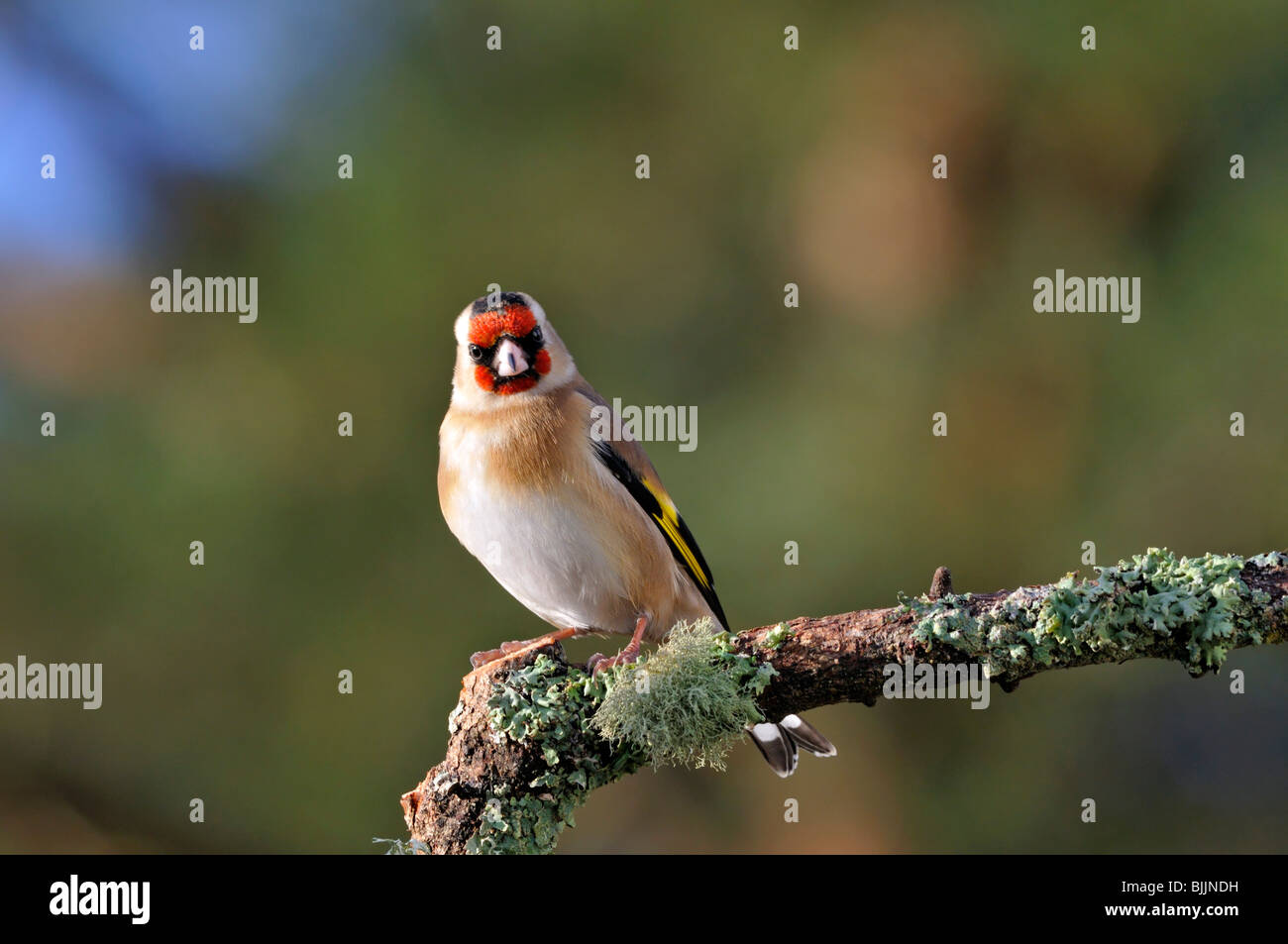 Pretty finch hi-res stock photography and images - Alamy
