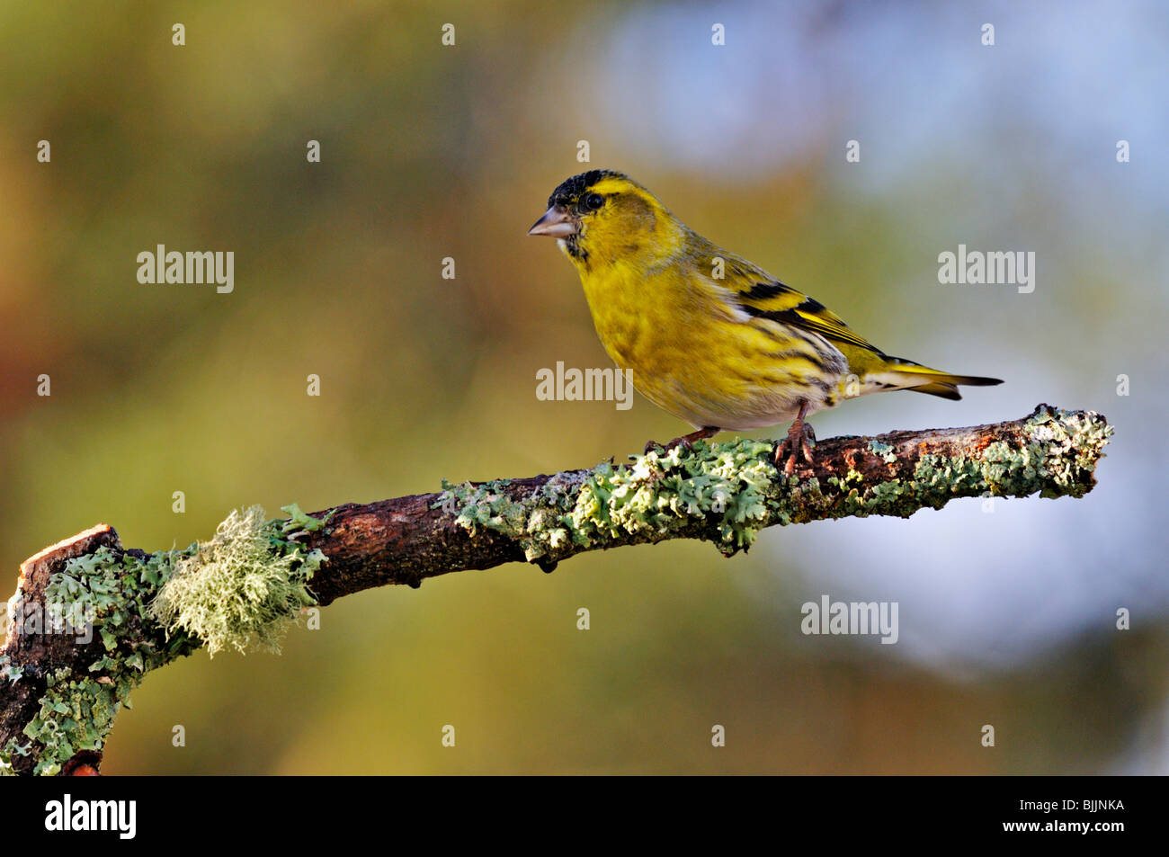 Yellow perch hi-res stock photography and images - Alamy
