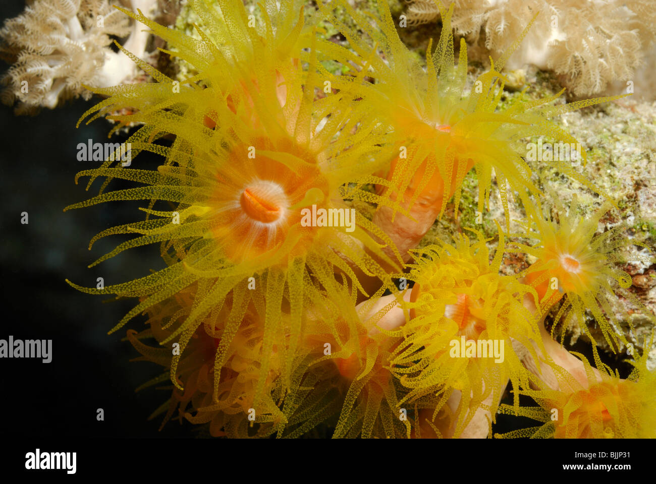 Colony of tubastrea in the Red Sea, off Hurghada, Egypt Stock Photo - Alamy