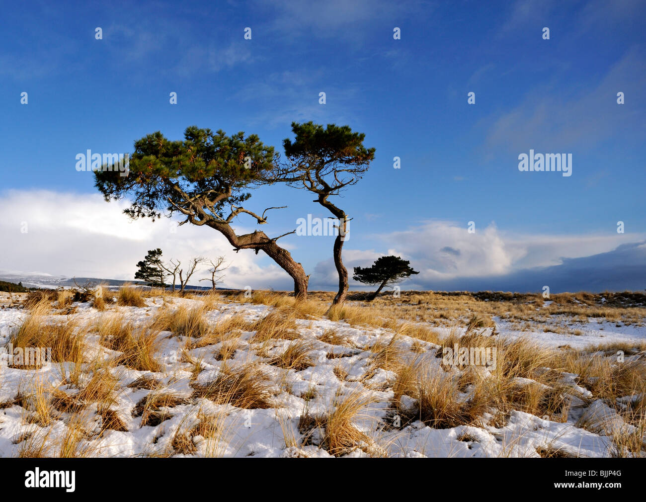Isolated pine-trees in a wintry landscape with snow and a blue sky ...