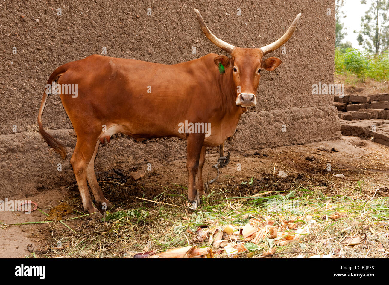 Native cow with horns. Rwanda Stock Photo - Alamy