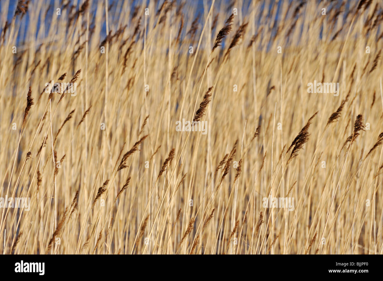 Grasses winter hi-res stock photography and images - Alamy