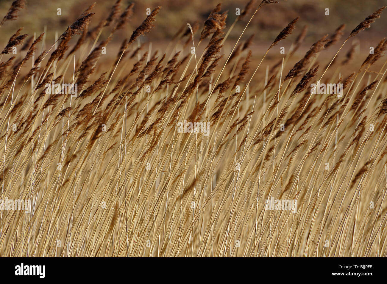 Reeds and rushes hi-res stock photography and images - Alamy