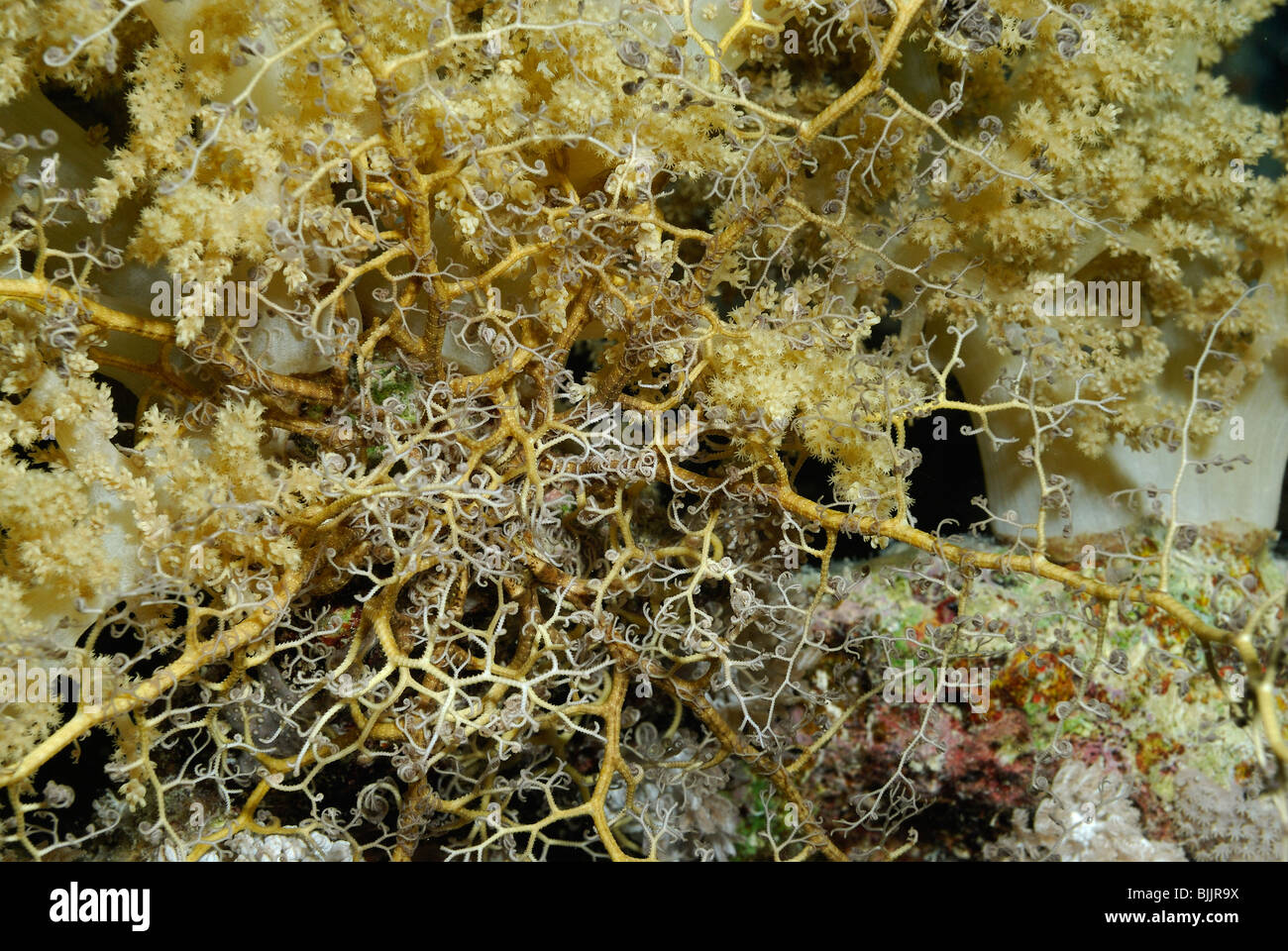Basket sea star hi-res stock photography and images - Alamy