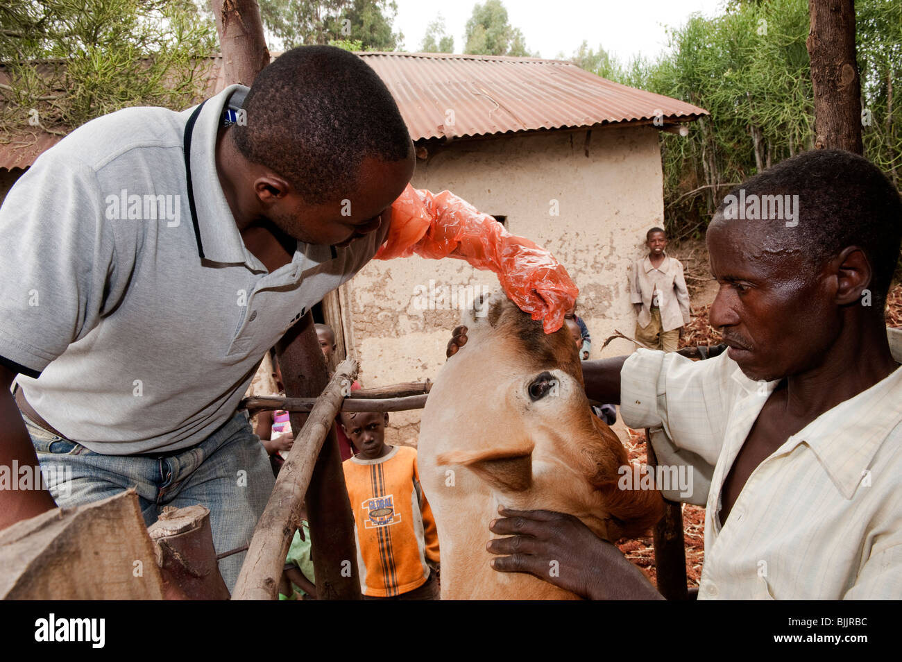 Vet tending wound in a jersey cow's nose. Rwanda Stock Photo - Alamy