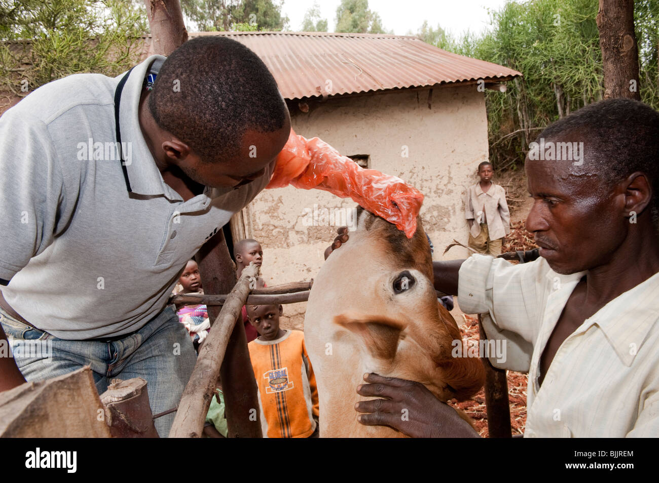 Vet tending wound in a jersey cow's nose. Rwanda Stock Photo - Alamy