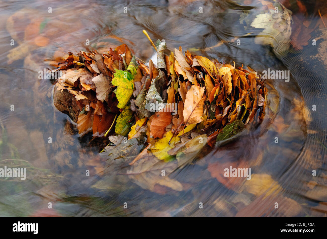 Autumn leaves in stream, Lancashire, England Stock Photo - Alamy