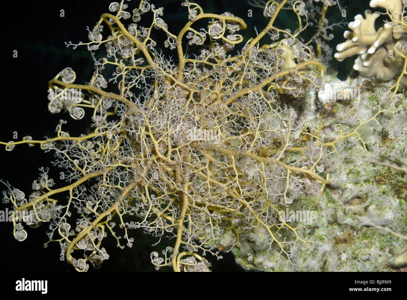 Basket sea star hi-res stock photography and images - Alamy
