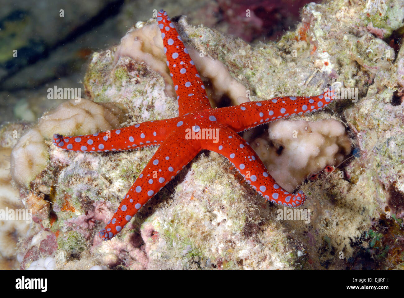 Hurghada starfish hi-res stock photography and images - Alamy